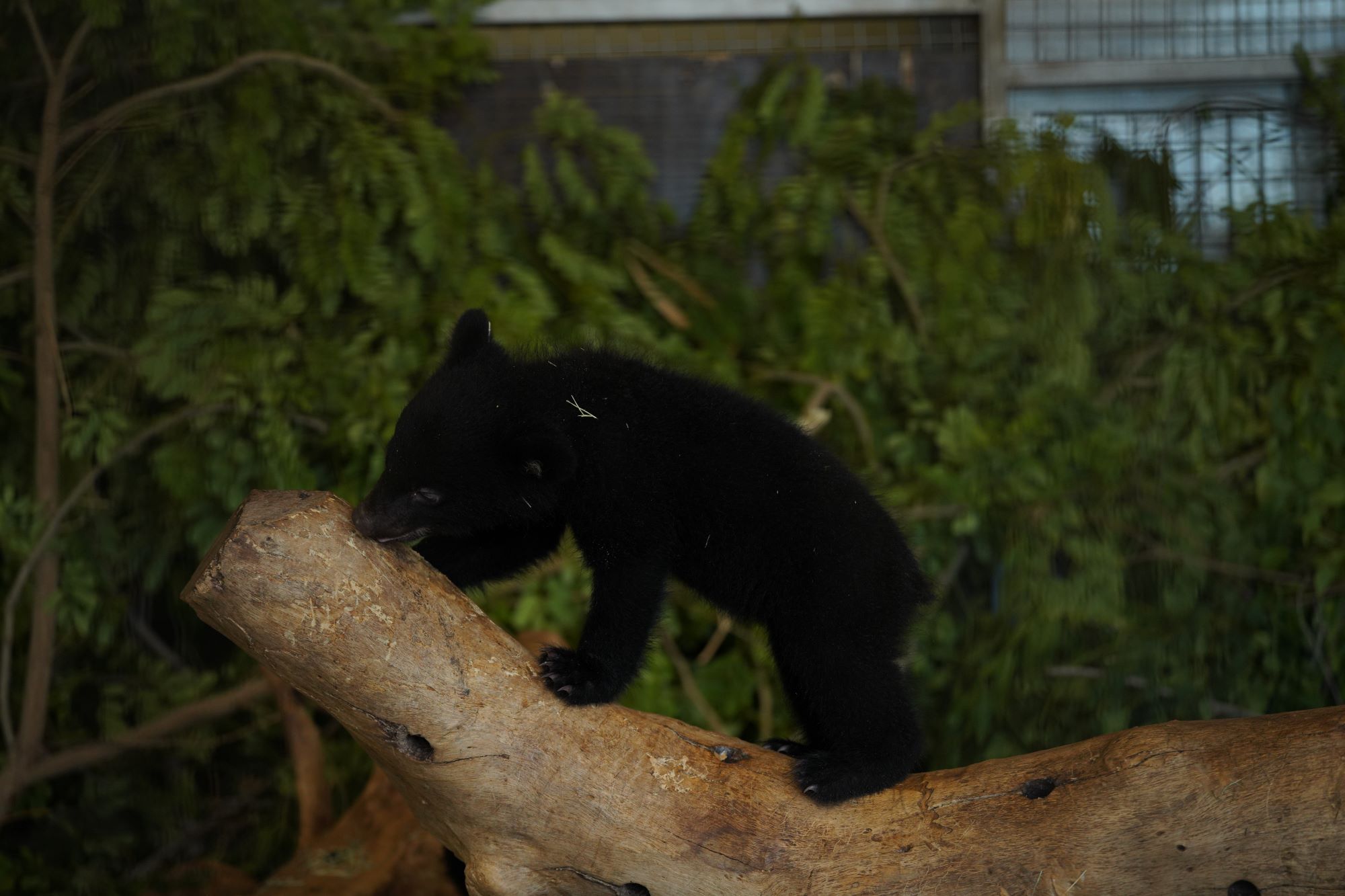 Dubai Safari Park invites public to name newborn moon bears and white rhino