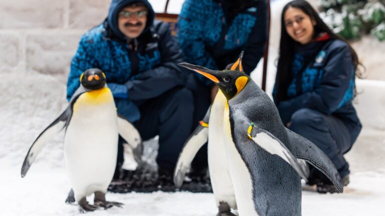 Ski Dubai’s Breakfast with Penguins offers snowy fun for AED 195