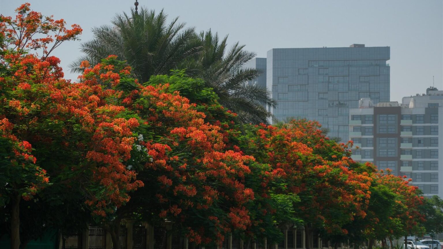 Got a flame tree shot? Dubai is paying AED 15,000 for the best one